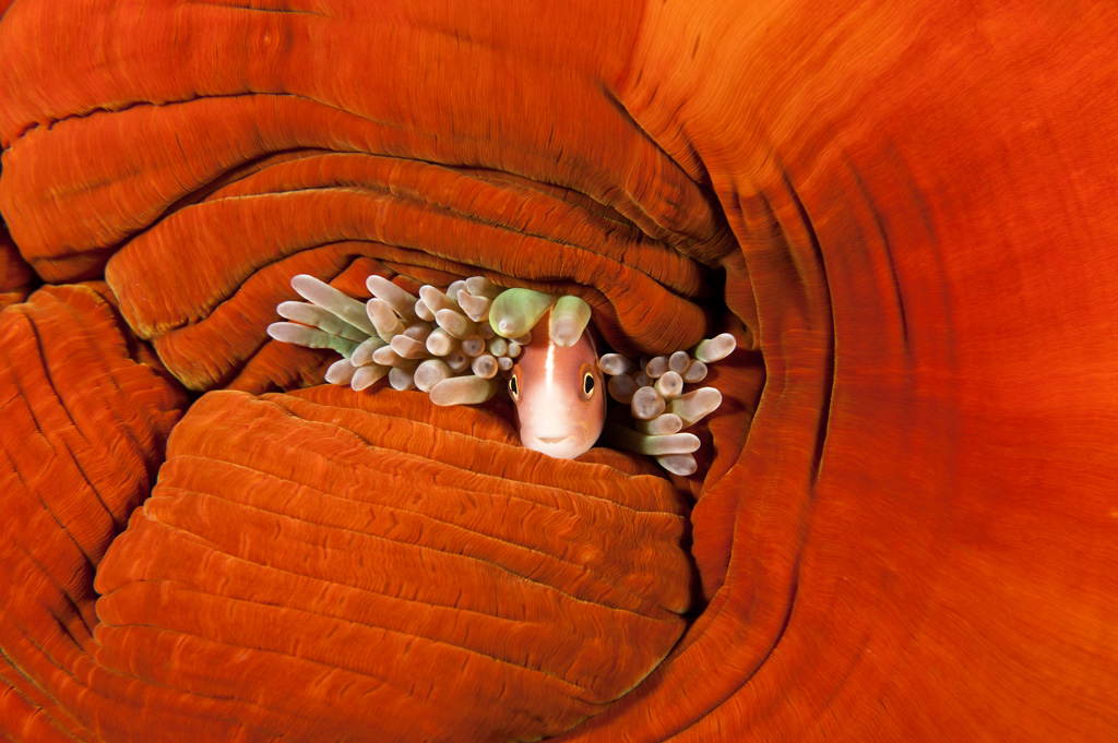 Coral Triangle - Marine Life | Jürgen Freund Photography